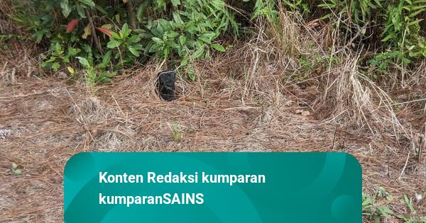 Bisakah Kamu Temukan Ular Mungil Tersembunyi di Gambar Ini? | kumparan.com Bisakah Kamu Temukan Ular Mungil Tersembunyi di Gambar Ini? | kumparan.com